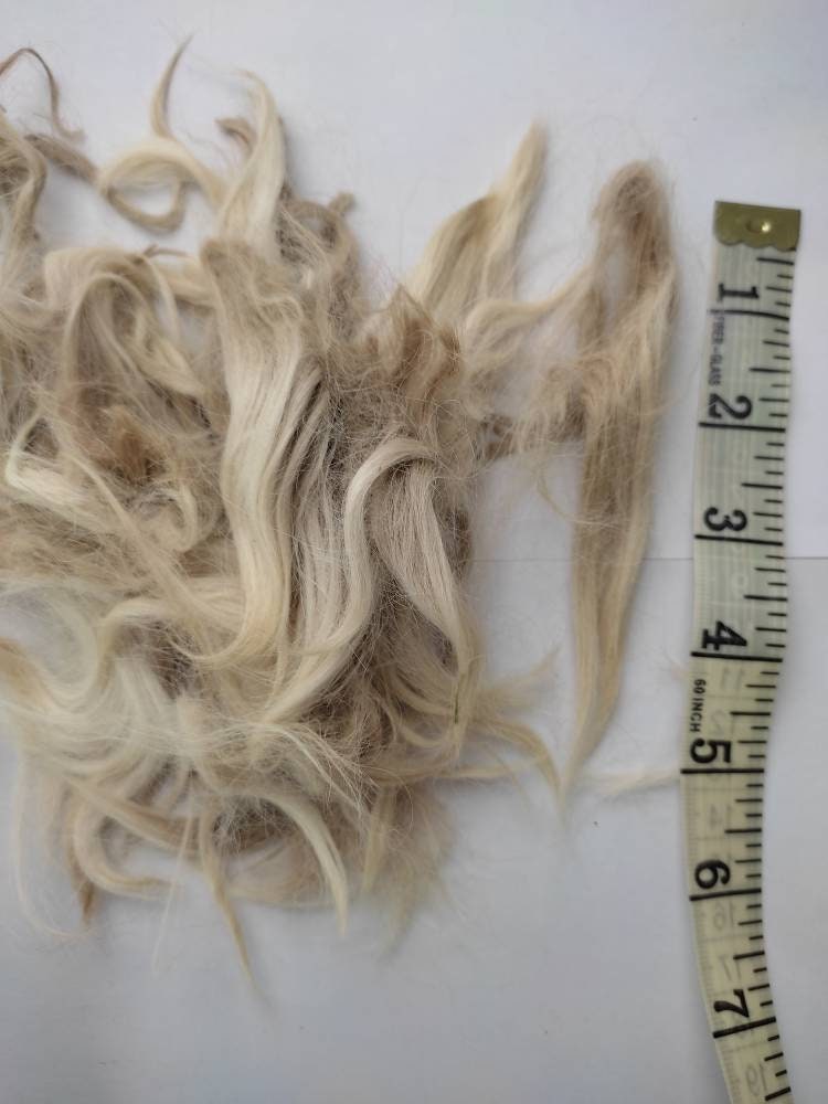 Natural SURI Alpaca Fleece Raw Alpaca Fleece, Suri Alpaca Fleece ...
