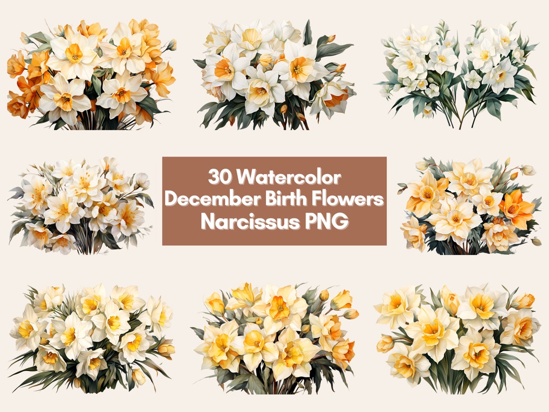 December Birth Flower PNG Bundle Watercolor Flower Designs, Narcissus ...