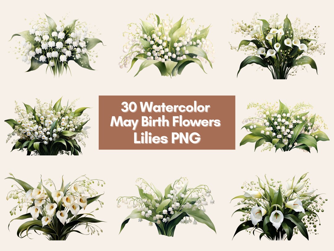 May Birth Flower PNG Bundle Watercolor Flower Designs, Lilies PNG Files ...