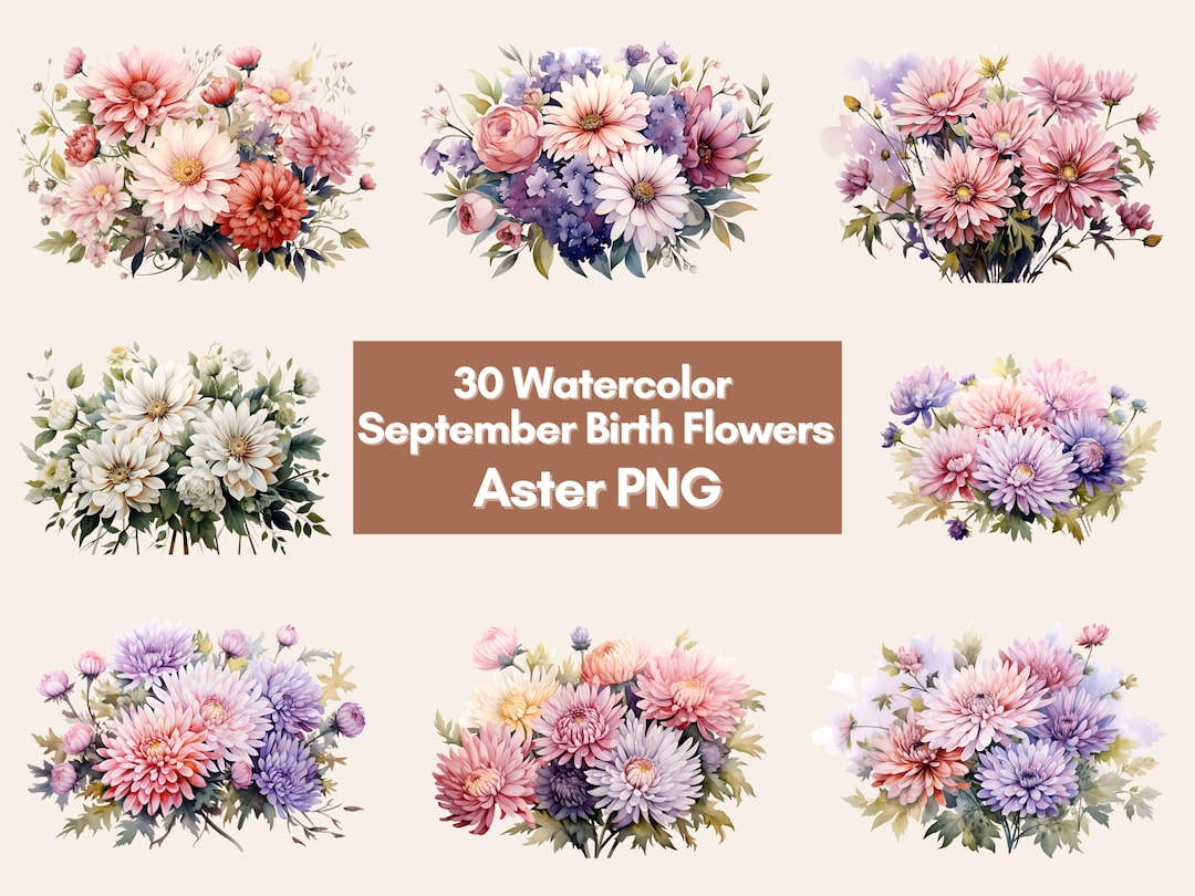 September Birth Flower PNG Bundle Watercolor Flower Designs, Aster PNG ...