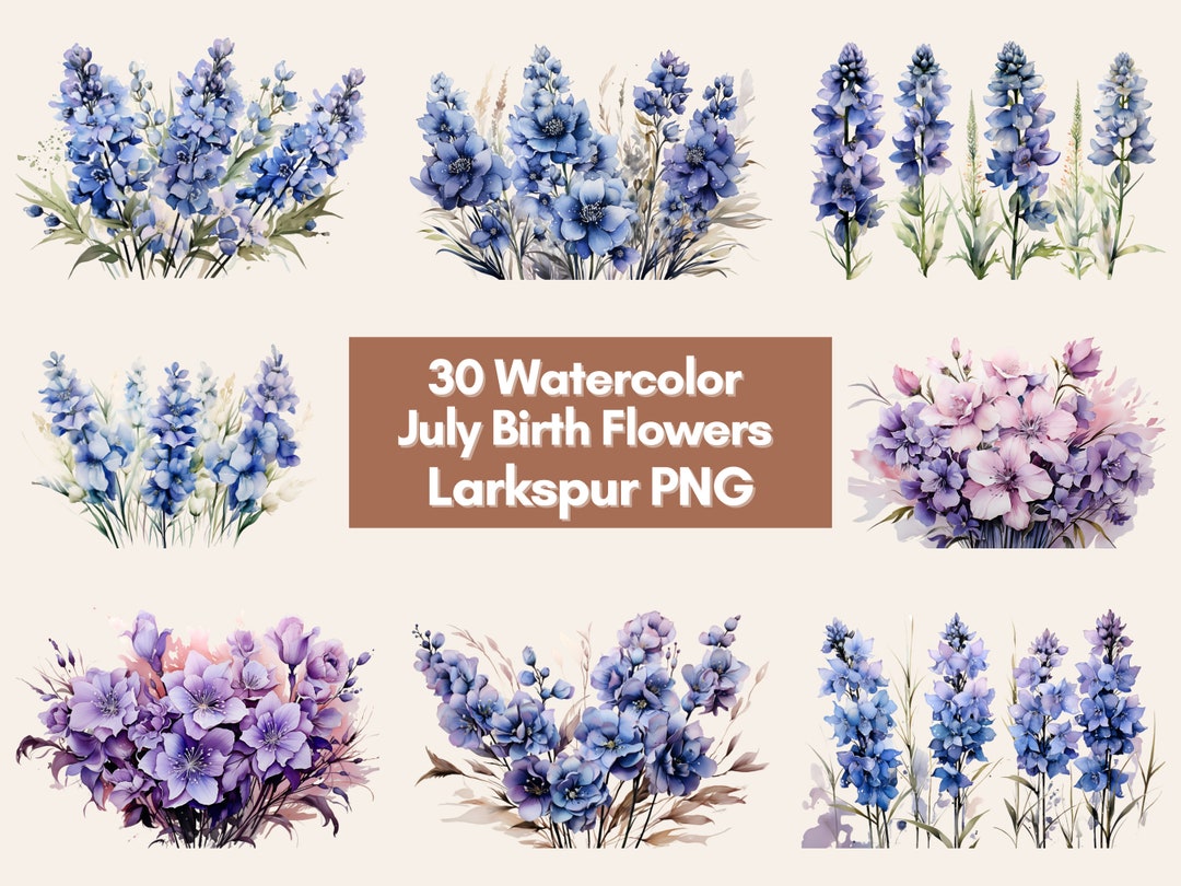 July Birth Flower PNG Bundle Watercolor Flower Designs, Larkspurs PNG ...
