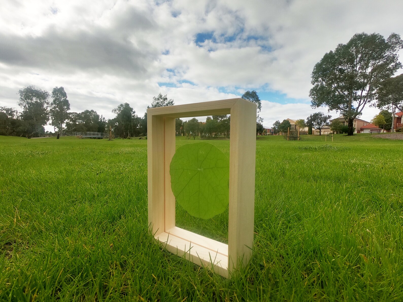 Plant Specimen Wooden Photo Frame Picture Holder - Etsy Australia