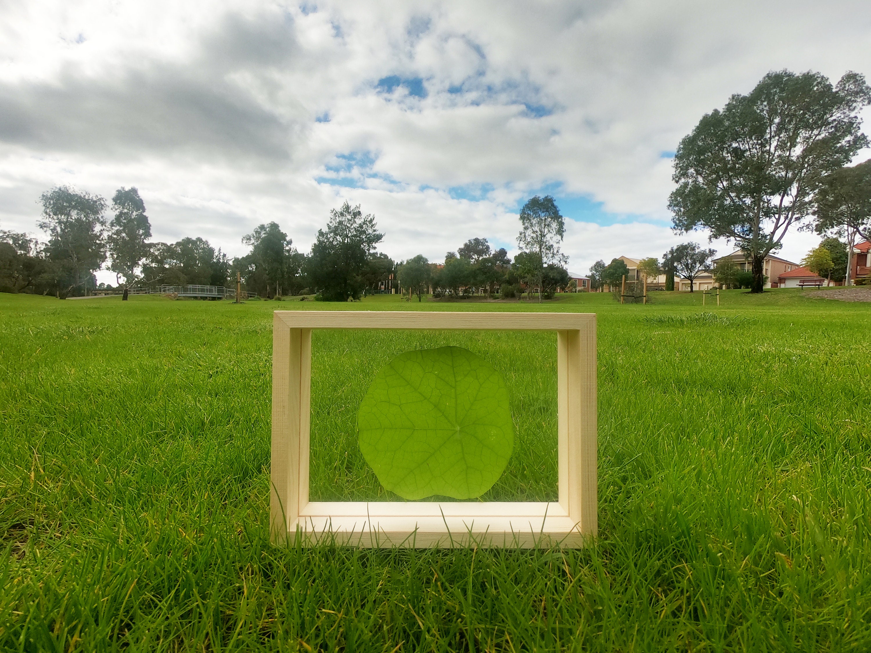 Plant Specimen Wooden Photo Frame Picture Holder - Etsy Australia