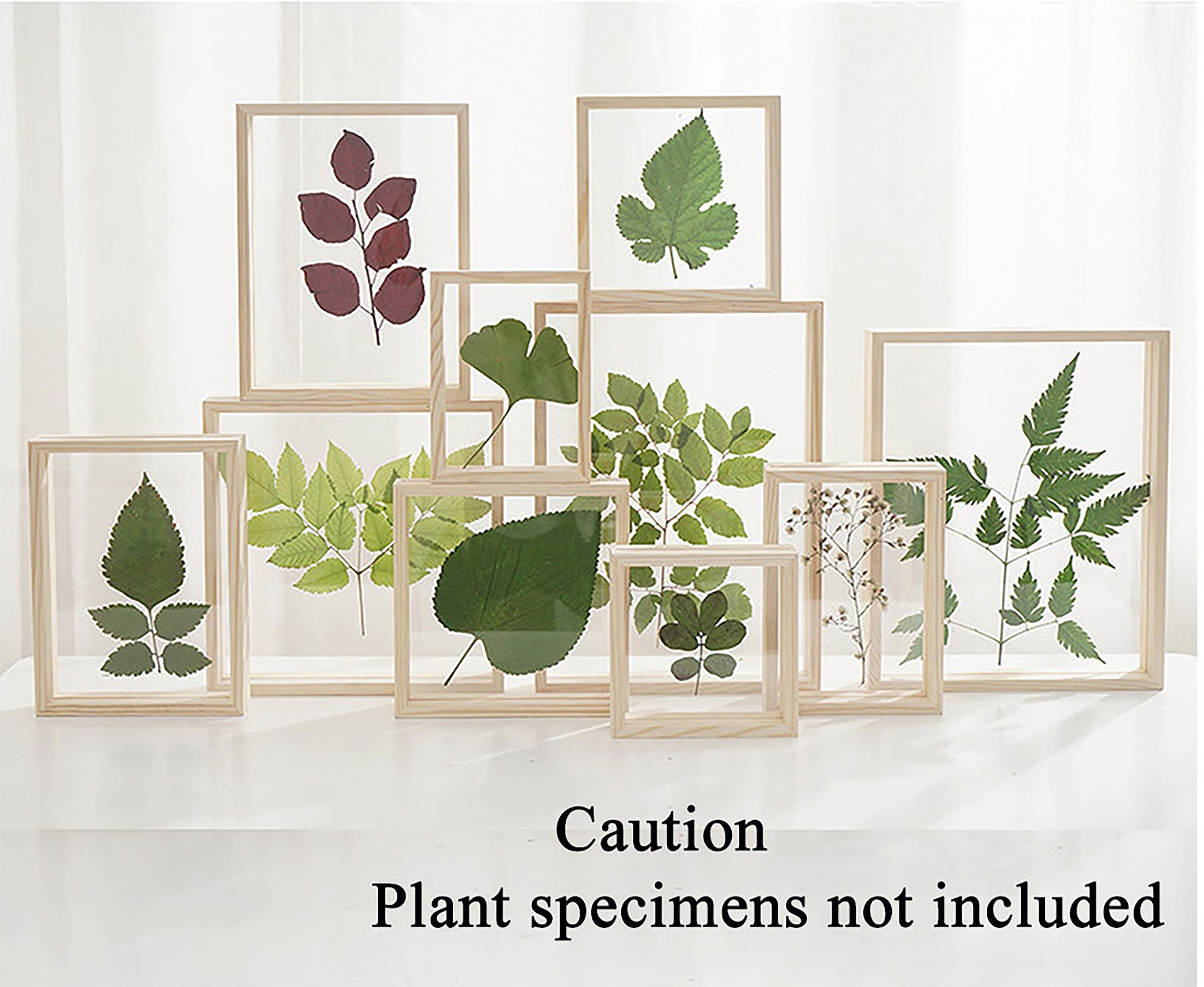 Plant Specimen Wooden Photo Frame Picture Holder - Etsy Australia