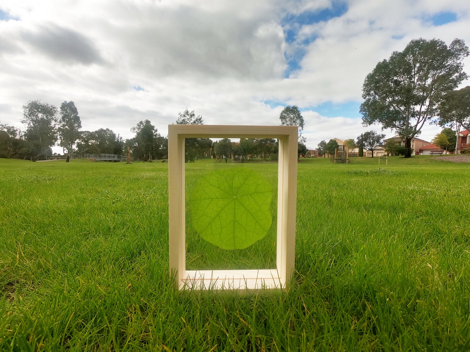 Plant Specimen Wooden Photo Frame Picture Holder - Etsy Australia
