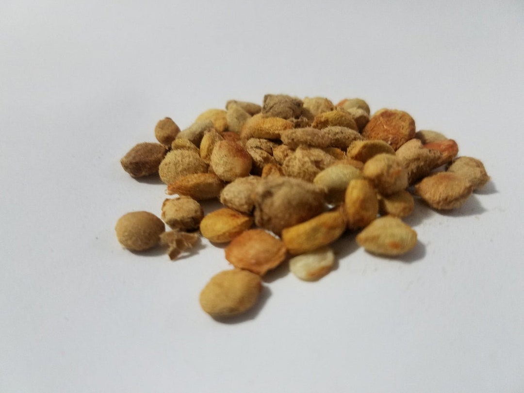 INDIAN BAEL Aegle Marmelos SEEDS 15 Seeds - Etsy