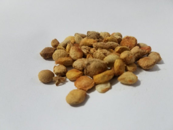 INDIAN BAEL Aegle Marmelos SEEDS 15 Seeds | Etsy