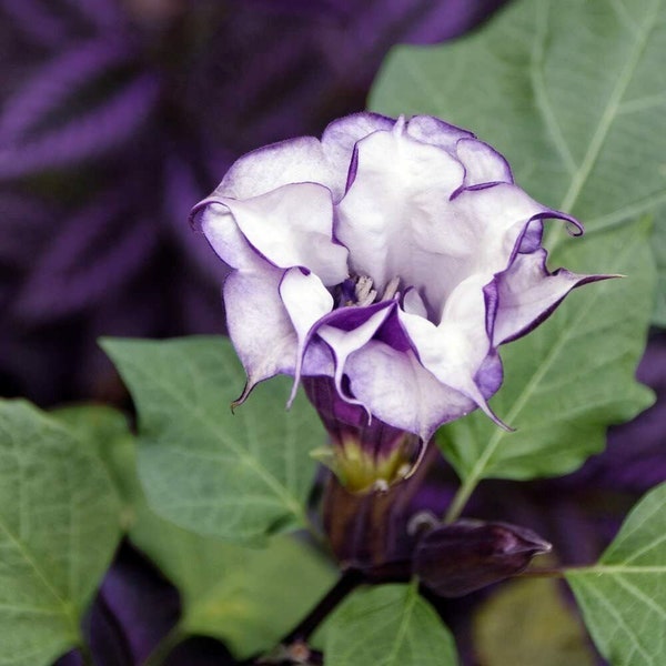 Devils Trumpet - Etsy