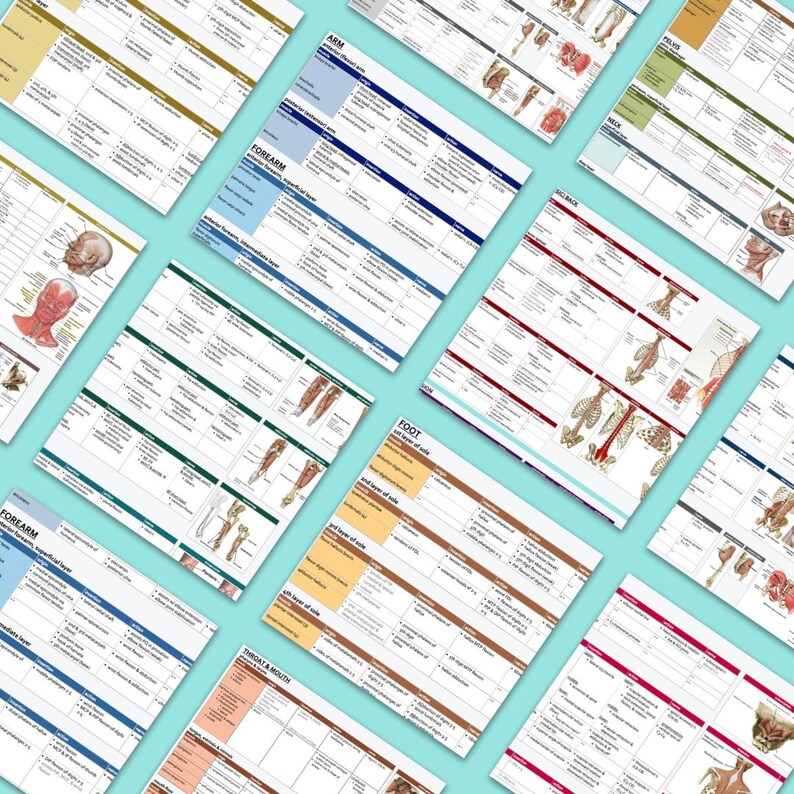 Anatomy Muscle Charts - Etsy