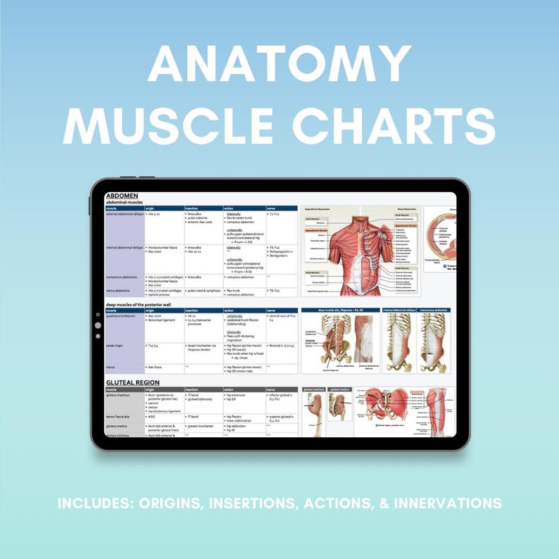 Anatomy Muscle Charts - Etsy