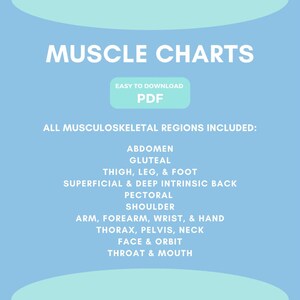 Anatomy Muscle Charts - Etsy
