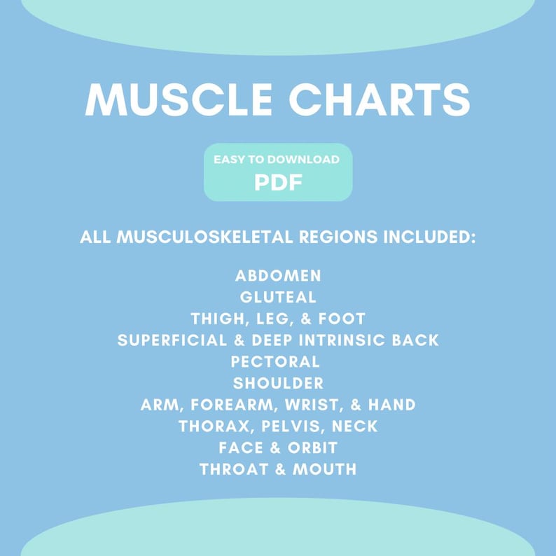 Anatomy Muscle Charts - Etsy