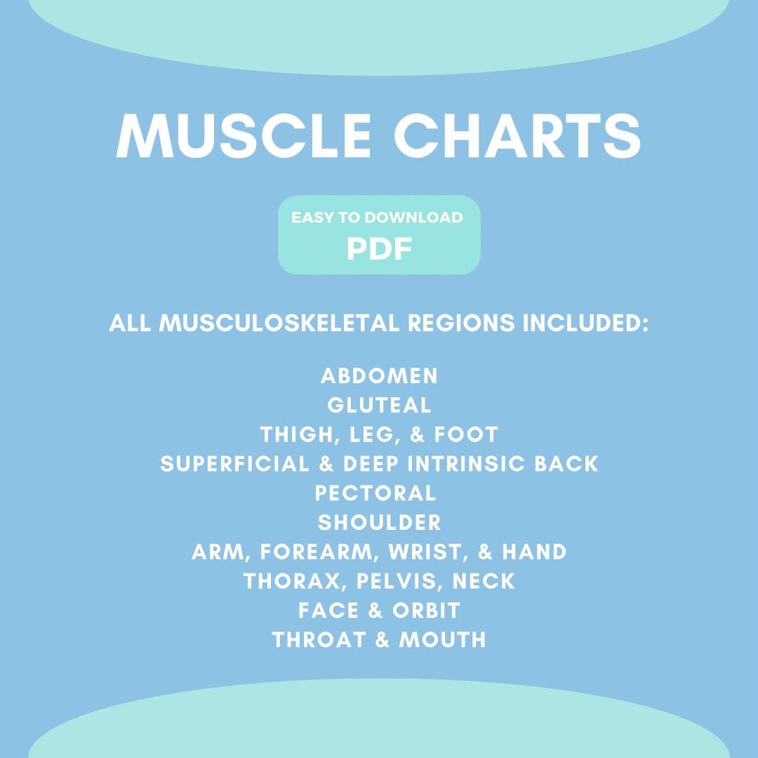 Anatomy Muscle Charts - Etsy