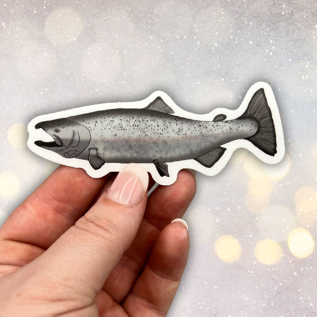 Chinook King Salmon Fish Sticker Marine Biology Vinyl Decal - Etsy