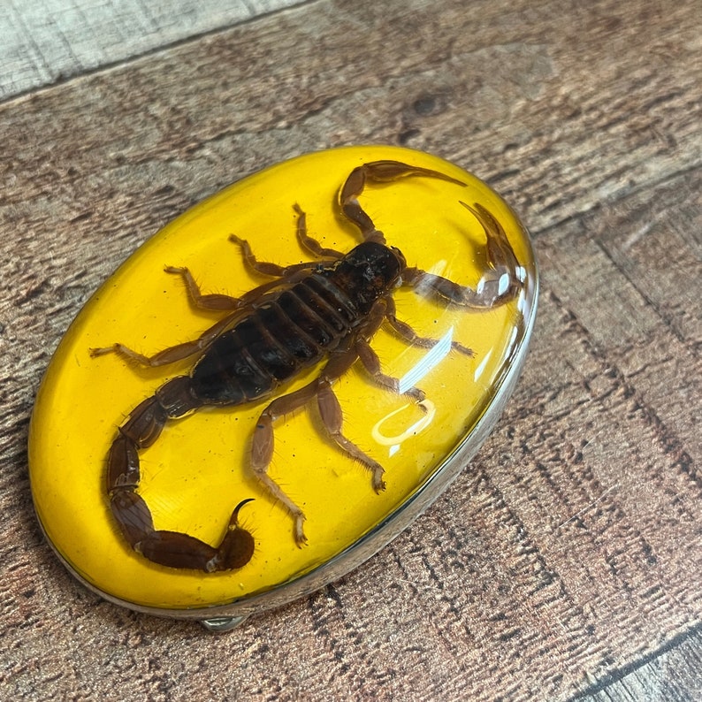 Real SCORPION ALACRAN EPOXY Handmade Oval Western Belt Buckle Hebilla ...