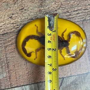 Real SCORPION ALACRAN EPOXY Handmade Oval Western Belt Buckle Hebilla ...