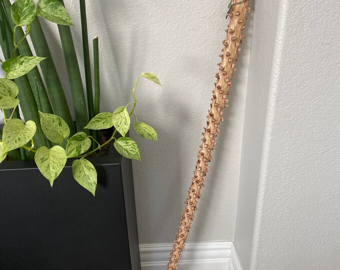 Cane/walking Stick Made of Palm Tree Seed Pods. - Etsy