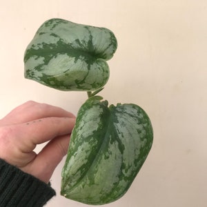 Scindapsus Pictus 'exotica' | Silver Splash Pothos | Philodendron - Etsy