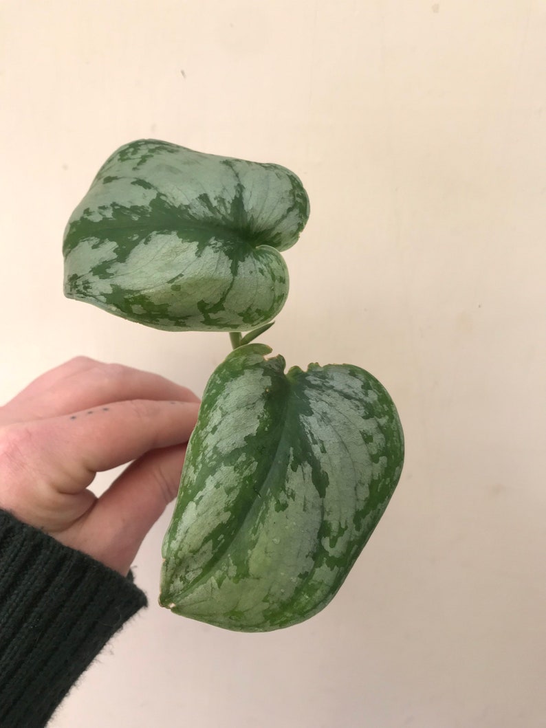Scindapsus Pictus 'exotica' Silver Splash Pothos - Etsy