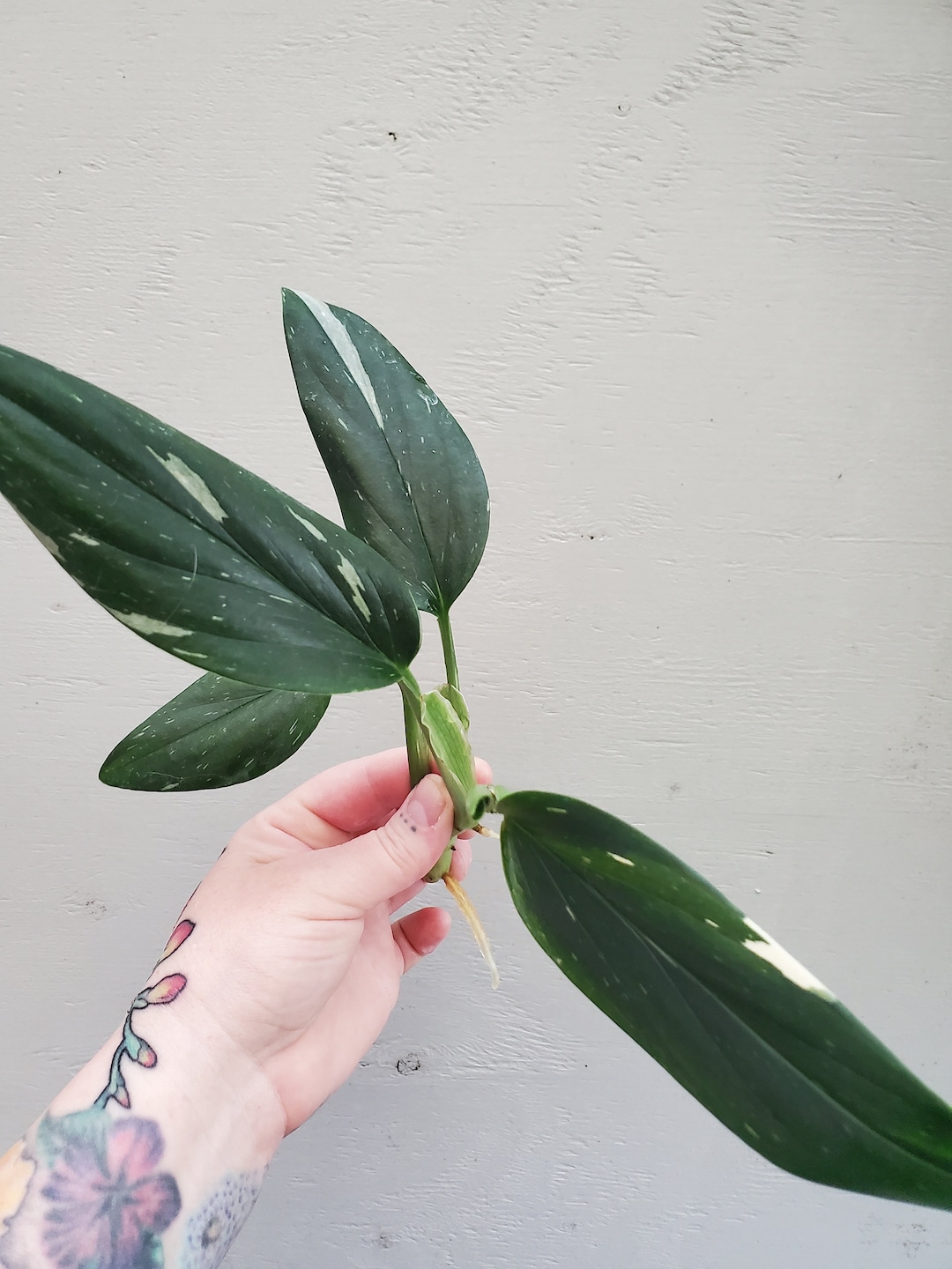RARE Monstera Standleyana Rooted Plant Clippings - Etsy