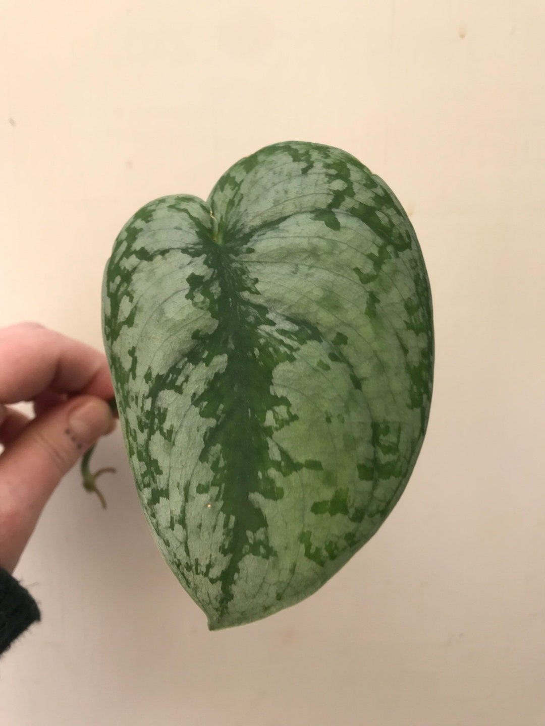 Scindapsus Pictus 'exotica' | Silver Splash Pothos | Philodendron - Etsy