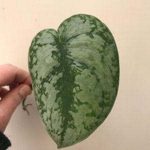 Scindapsus Pictus 'exotica' | Silver Splash Pothos | Philodendron - Etsy