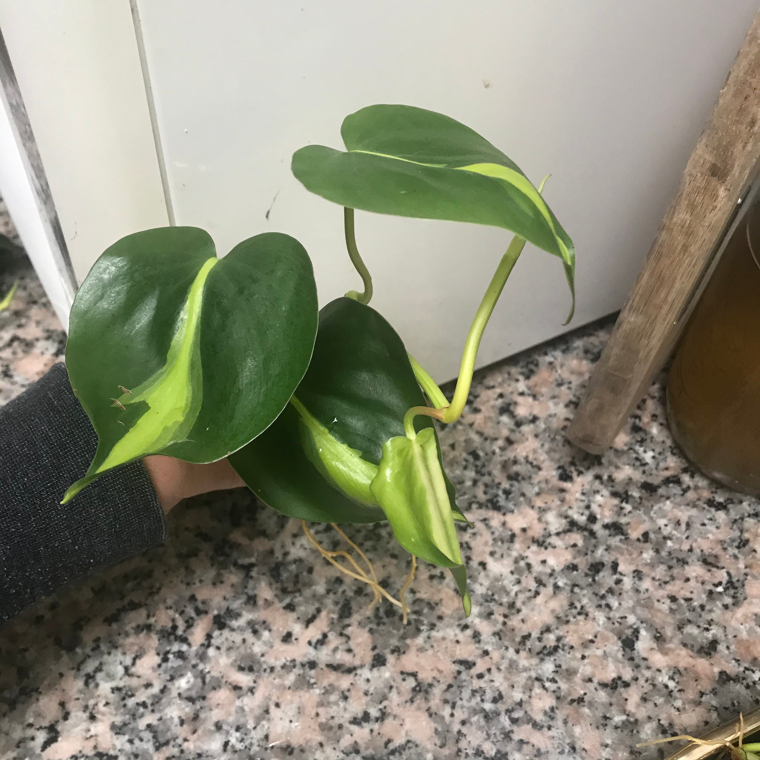 Philodendron brasil plant clippings | Etsy