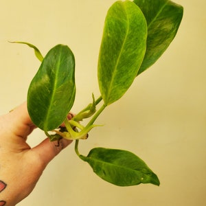 RARE Philodendron Calkins Gold | Golden Princess Plant Clippings - Etsy