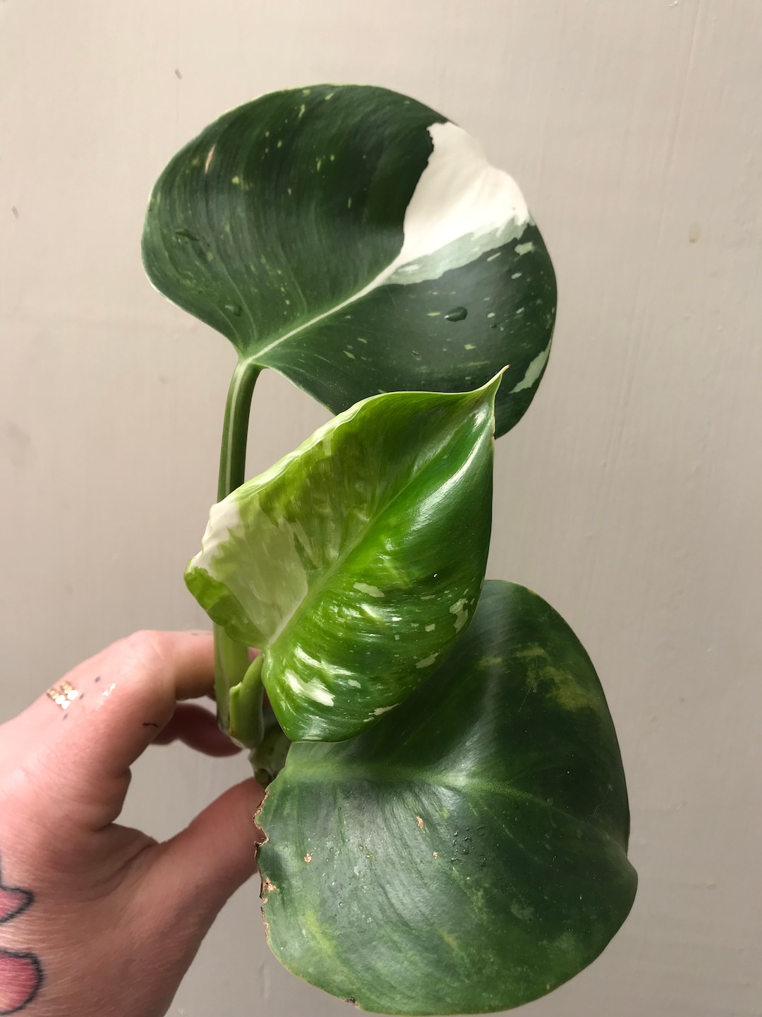 RARE* Philodendron White Wizard Highly Variegated Rooted Plant Clipping ...