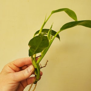 RARE Philodendron Calkins Gold | Golden Princess Plant Clippings - Etsy