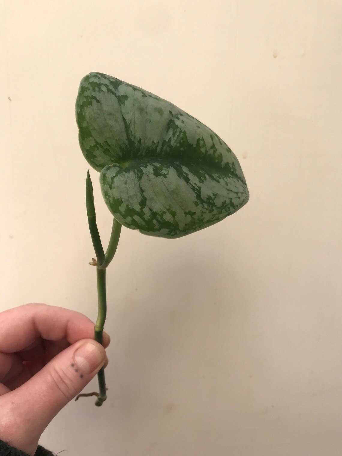 Scindapsus Pictus 'exotica' Silver Splash Pothos - Etsy