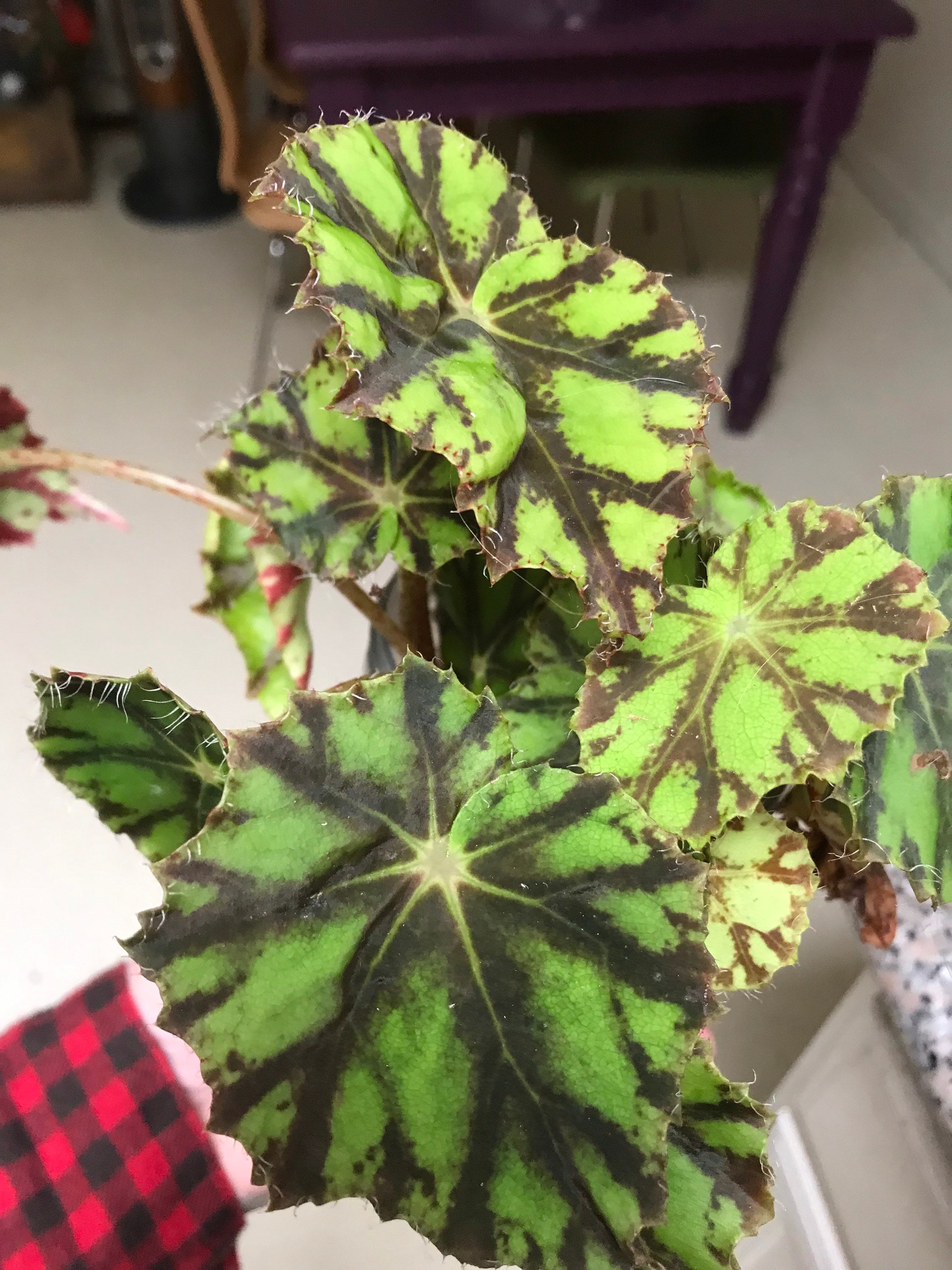 RARE Begonia Bowerae Eyelash Begonia Plant Clipping - Etsy