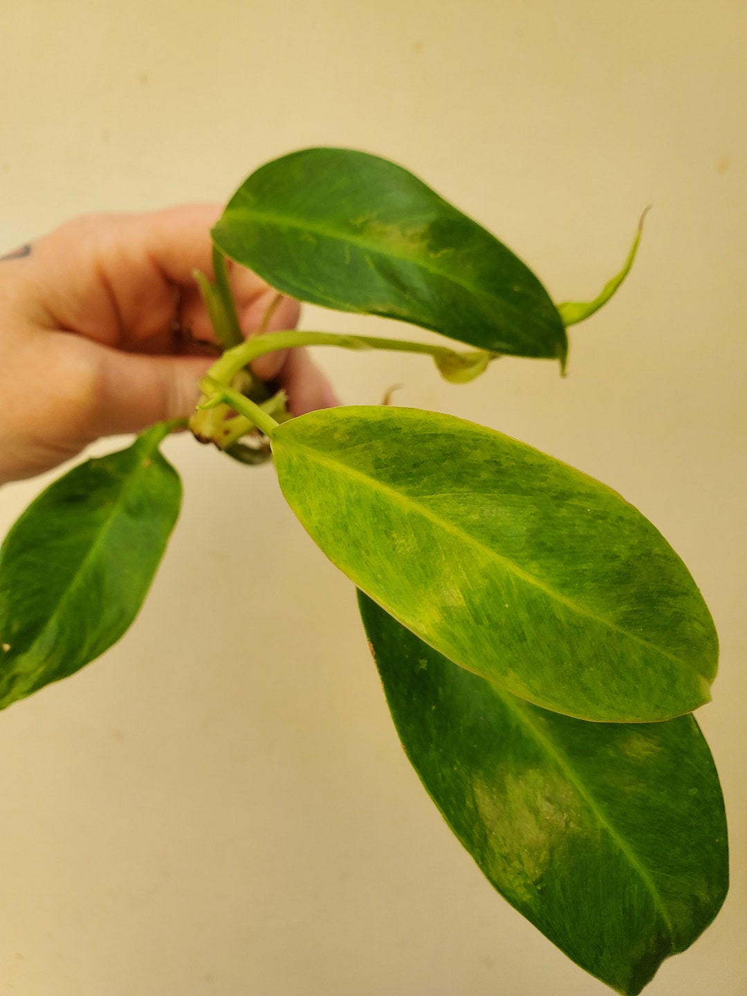 RARE Philodendron Calkins Gold | Golden Princess Plant Clippings - Etsy