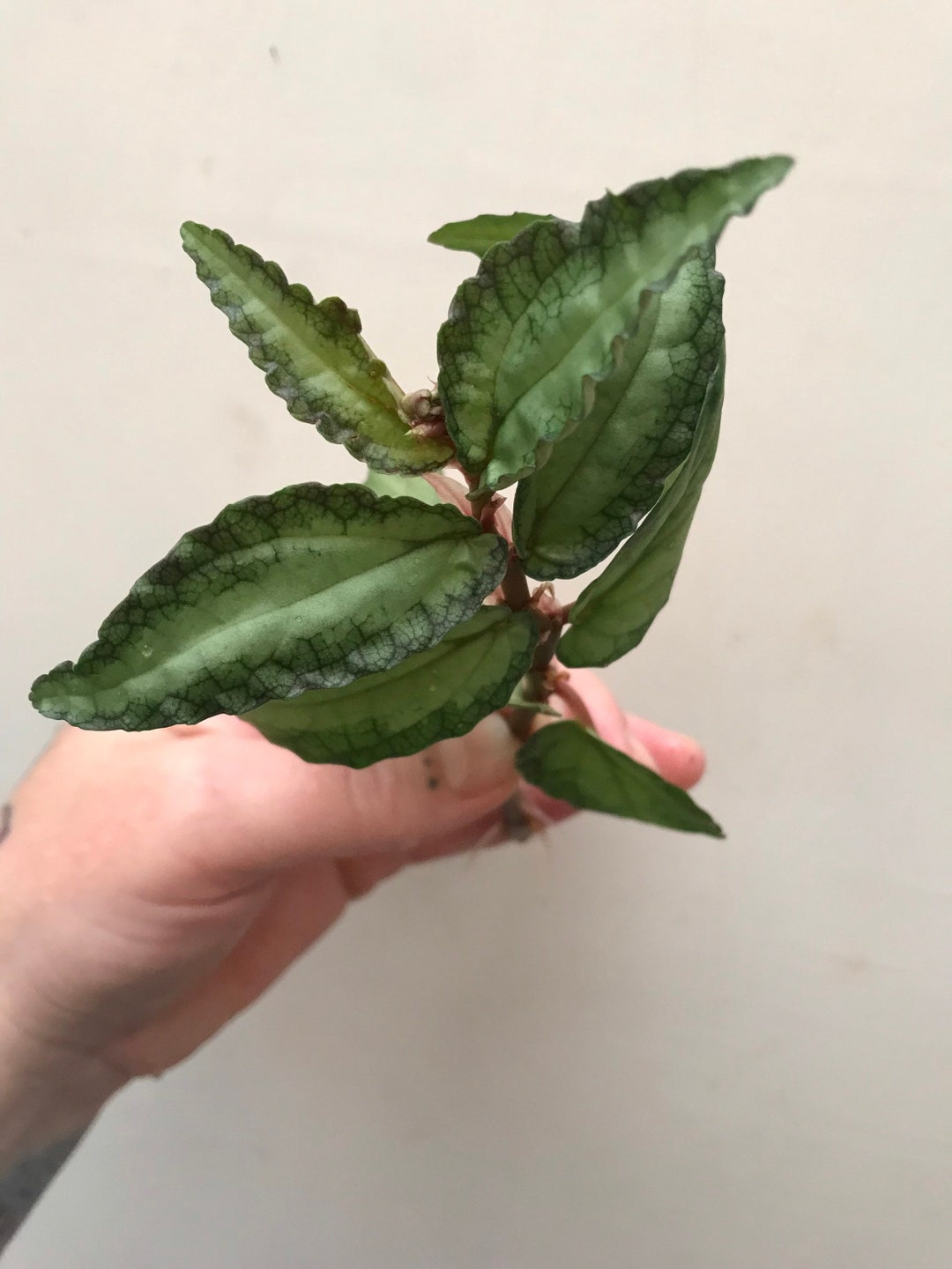 RARE* Pellionia Repens | Trailing Watermelon Begonia Plant Clippings I ...