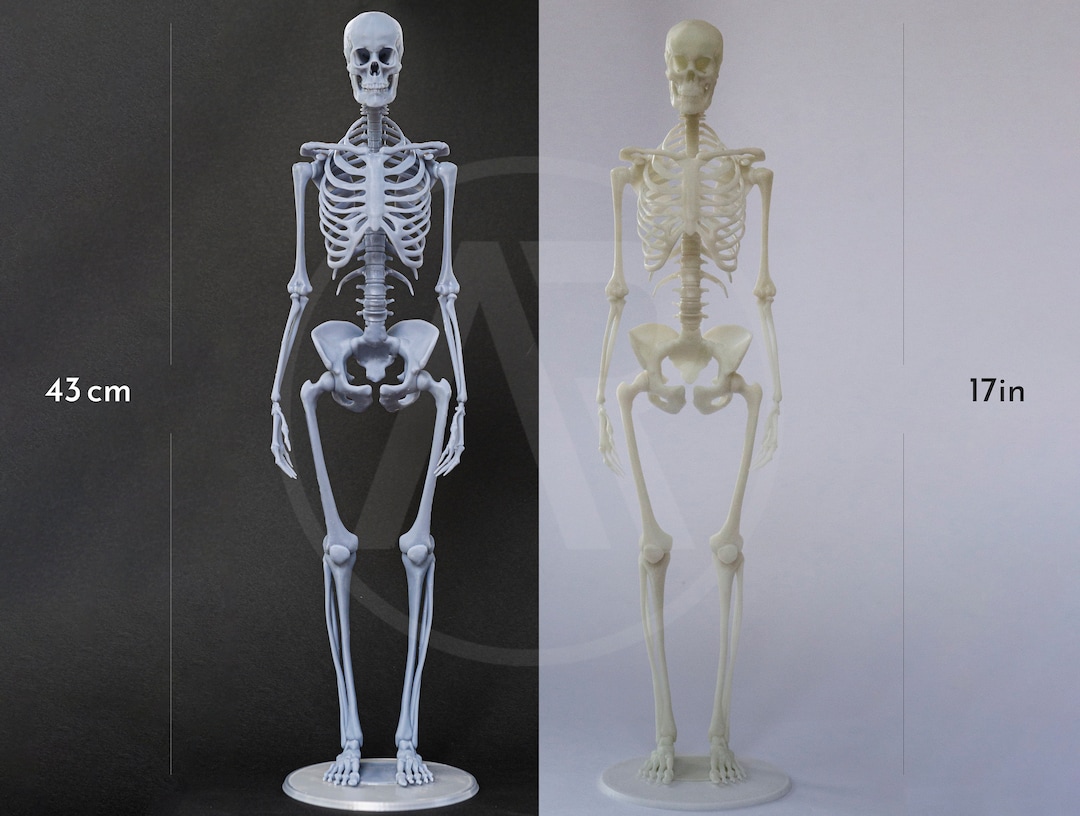 Detailed Skeleton Art Reference Model SLA 3D Printed Anatomy Study Aid ...
