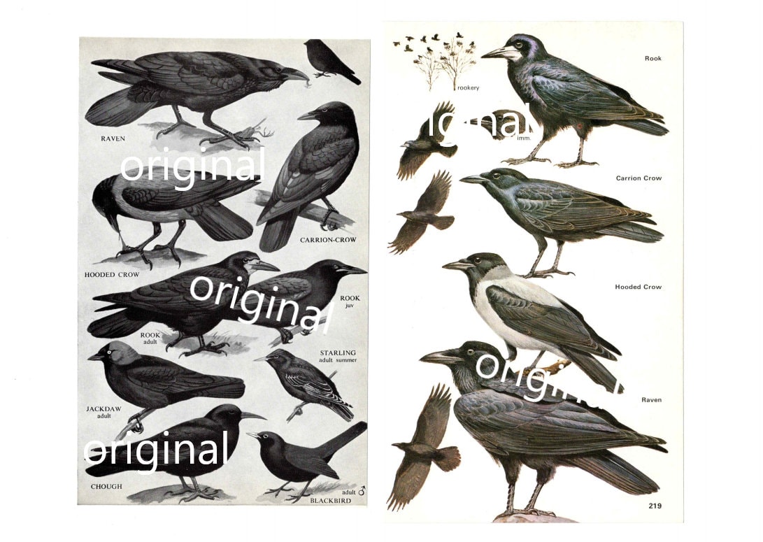 30+ Vintage Images Crows, Ravens, Rooks. Black Corvids. Grim Dark ...