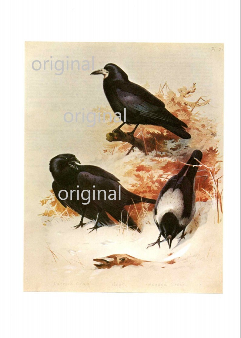30+ Vintage Images Crows, Ravens, Rooks. Black Corvids. Grim Dark ...