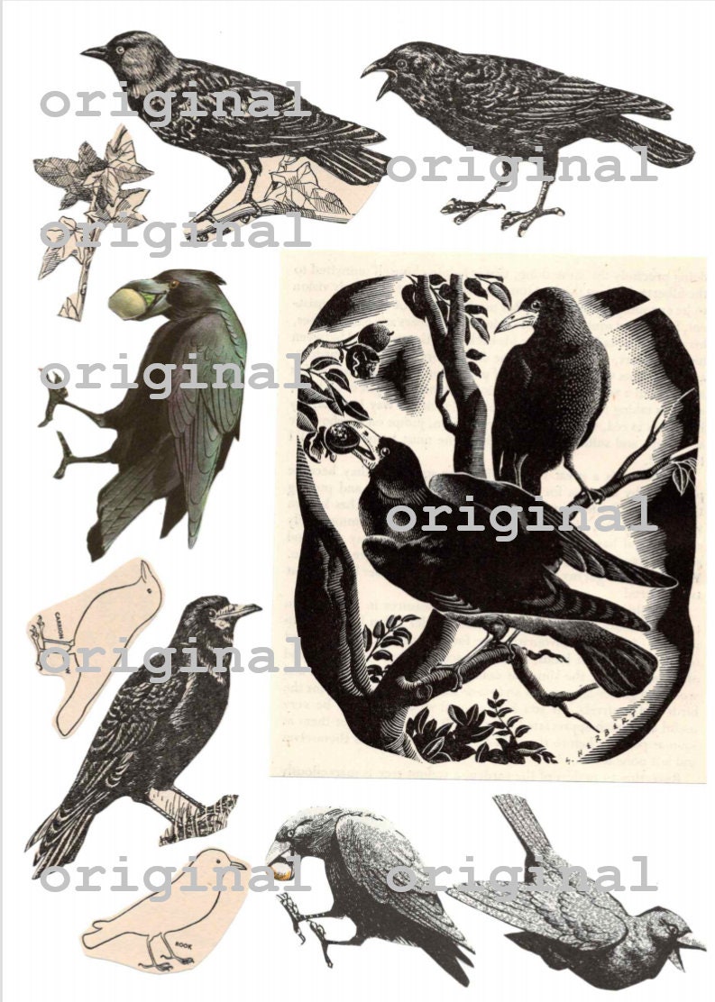 30+ Vintage Images Crows, Ravens, Rooks. Black Corvids. Grim Dark ...