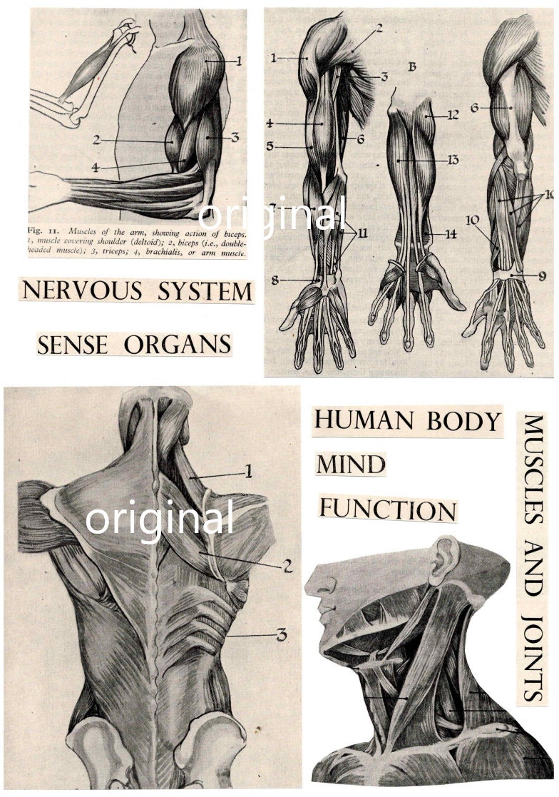 1930s Vintage Halloween Anatomy Digital Download: PDF Bone Muscle Nerve ...