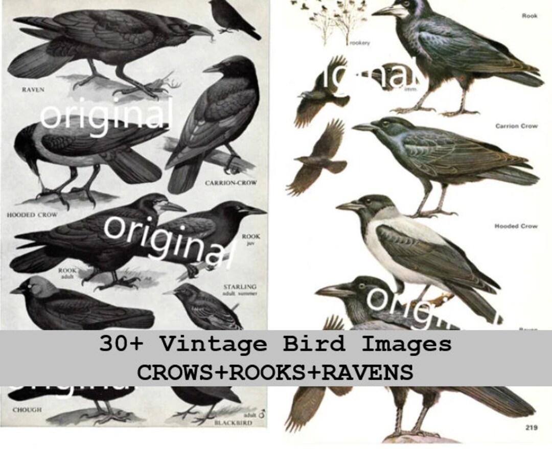 30+ Vintage Images Crows, Ravens, Rooks. Black Corvids. Grim Dark ...