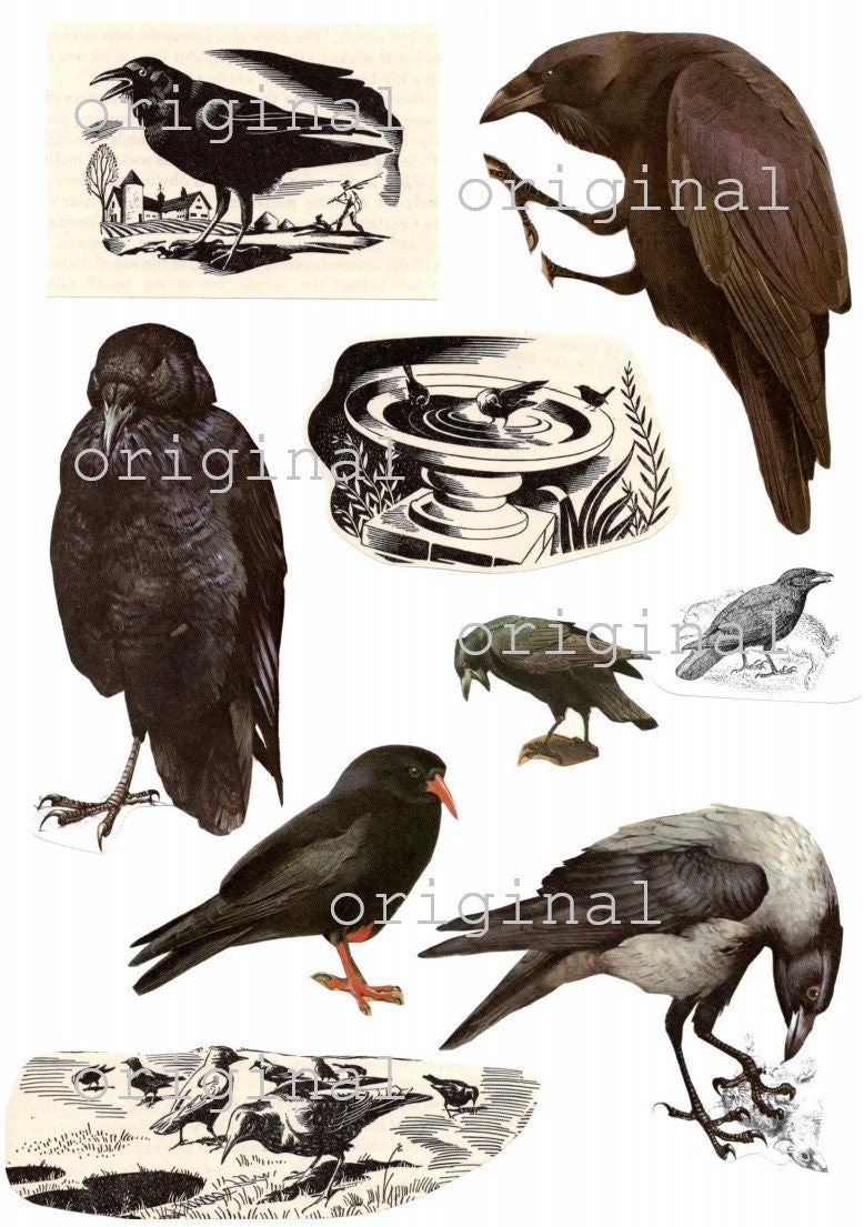 30+ Vintage Images Crows, Ravens, Rooks. Black Corvids. Grim Dark ...