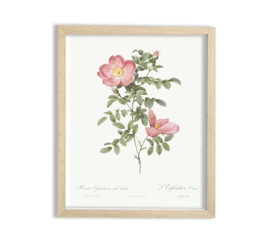DIGITAL DOWNLOAD Vintage Botanical Rose Print - Etsy