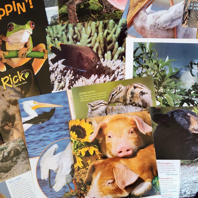 Animal Collage Magazine - Etsy