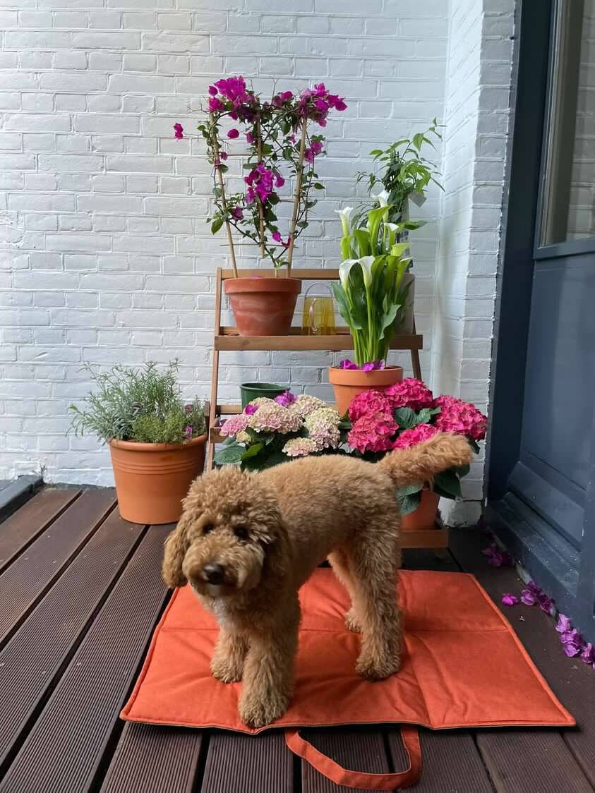 Travel Mat Dog Settle Mat Portable Mat Pet Size M Medium. - Etsy