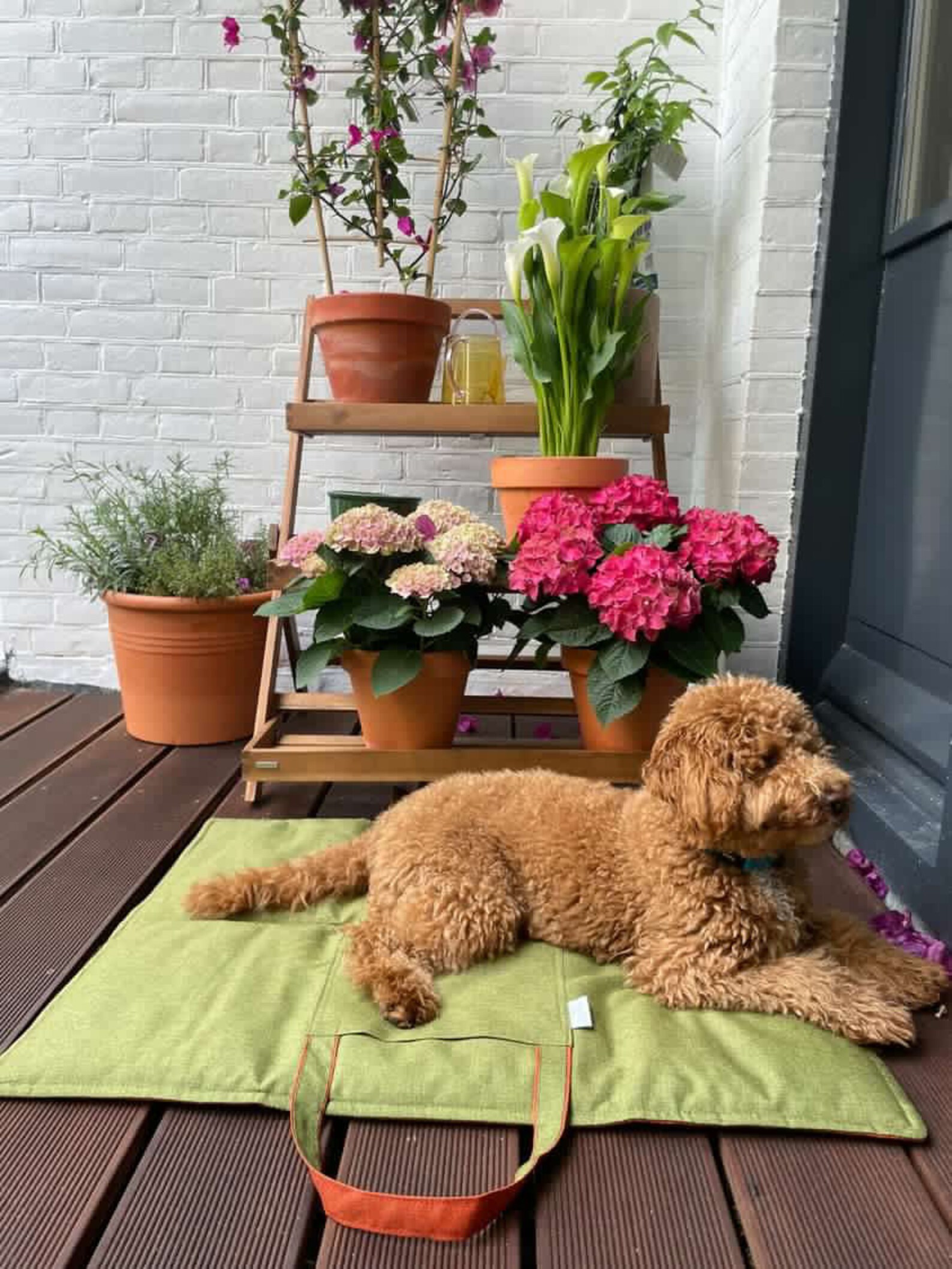 Travel Mat Dog Settle Mat Portable Mat Pet Size M Medium. - Etsy