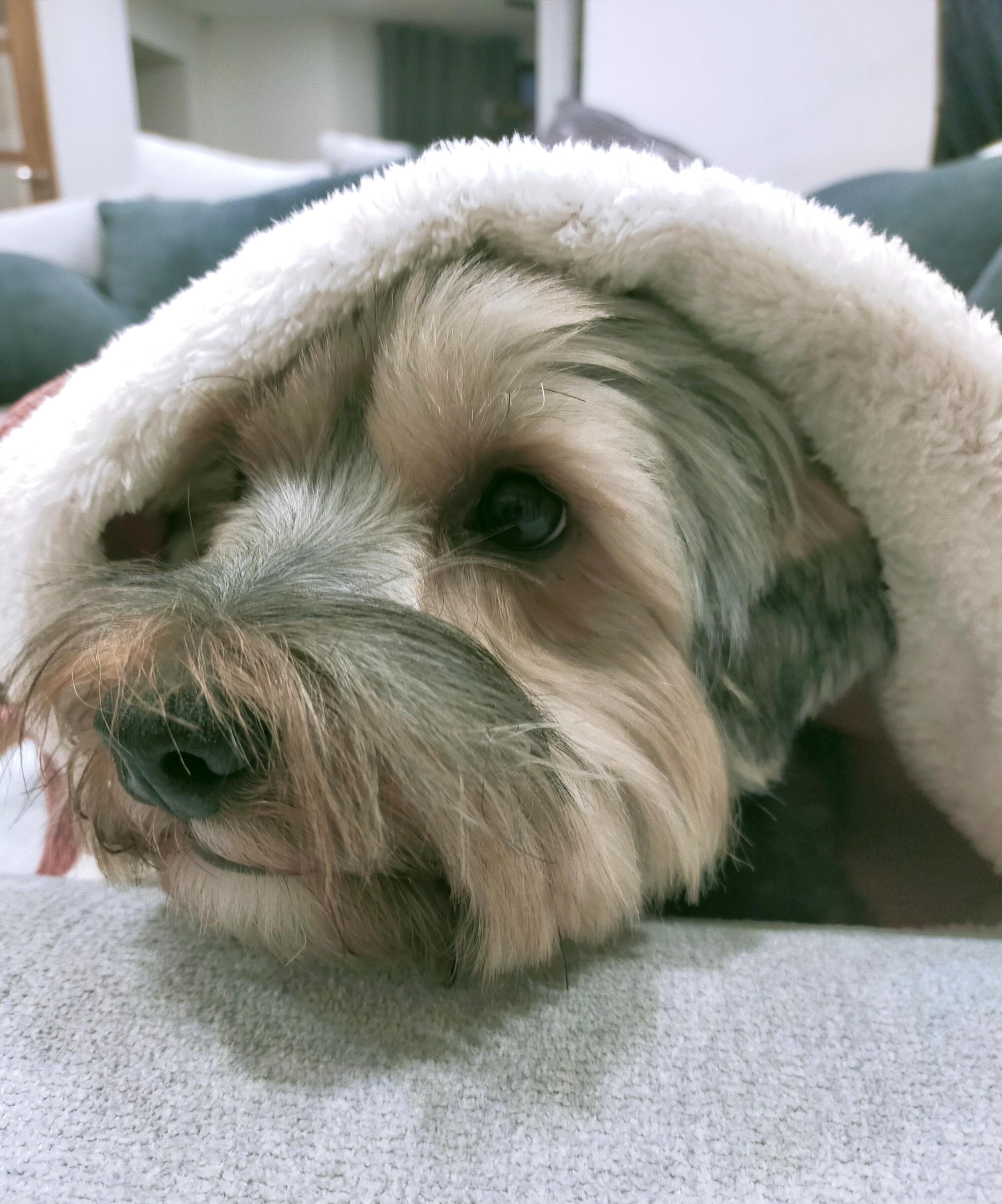 Cave Bed Plush Cozy Corduroy Snuggle Sack for Small Pets Pet Snuggle ...