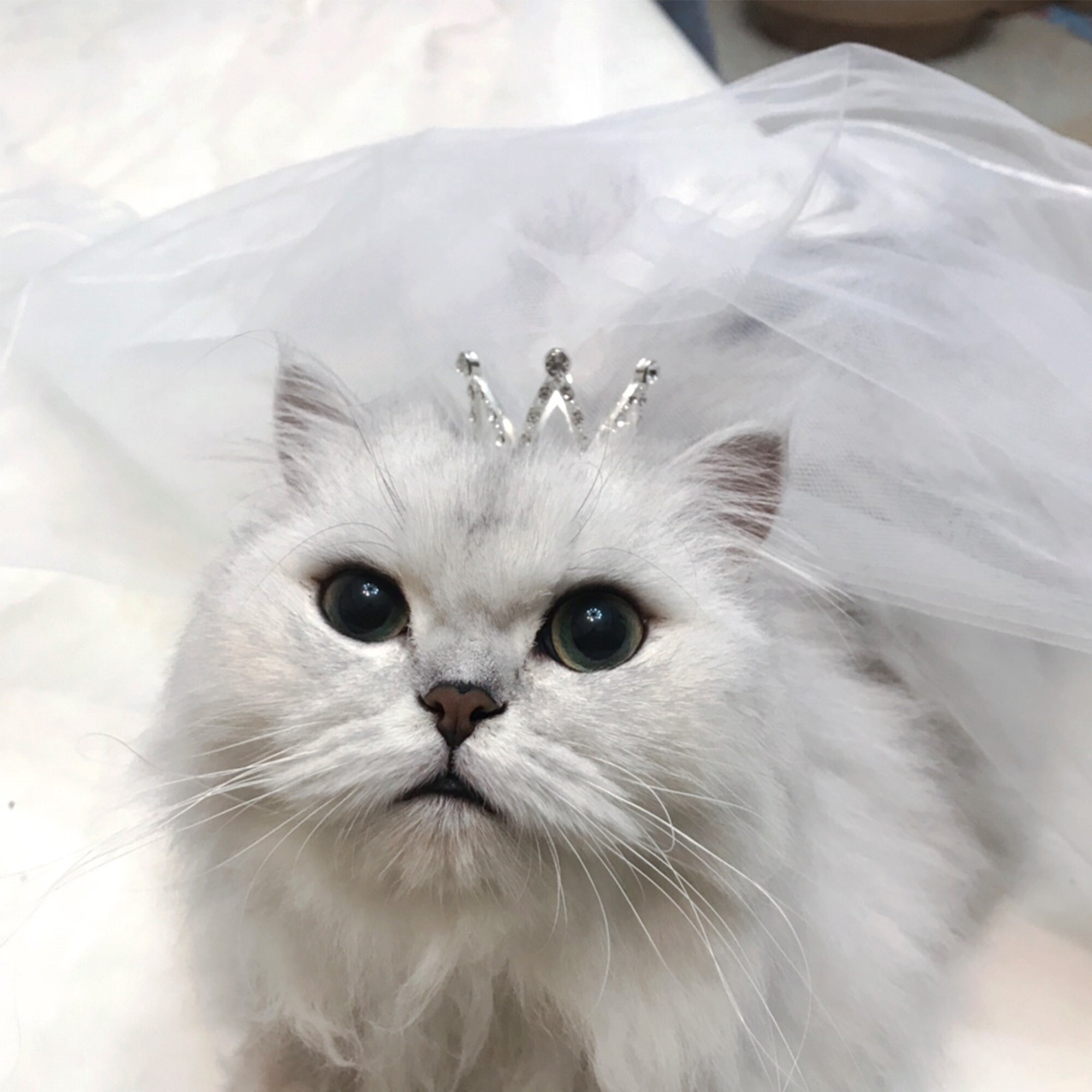 Cat Dog Wedding Veil Pet Bride Bridesmaid Costume Birthday | Etsy