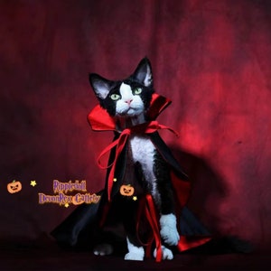 Cat Vampire Costume Halloween, Sphynx Cat Countess Dracula Costume ...