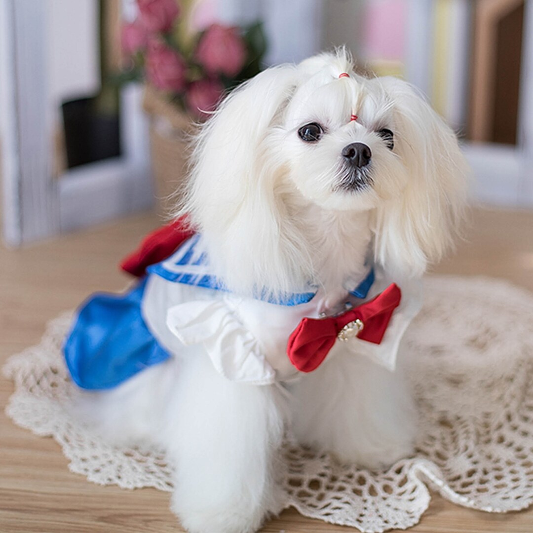 Sailor Scouts Inspired Dog Dress Dog Halloween Costume, Sailor Scouts ...