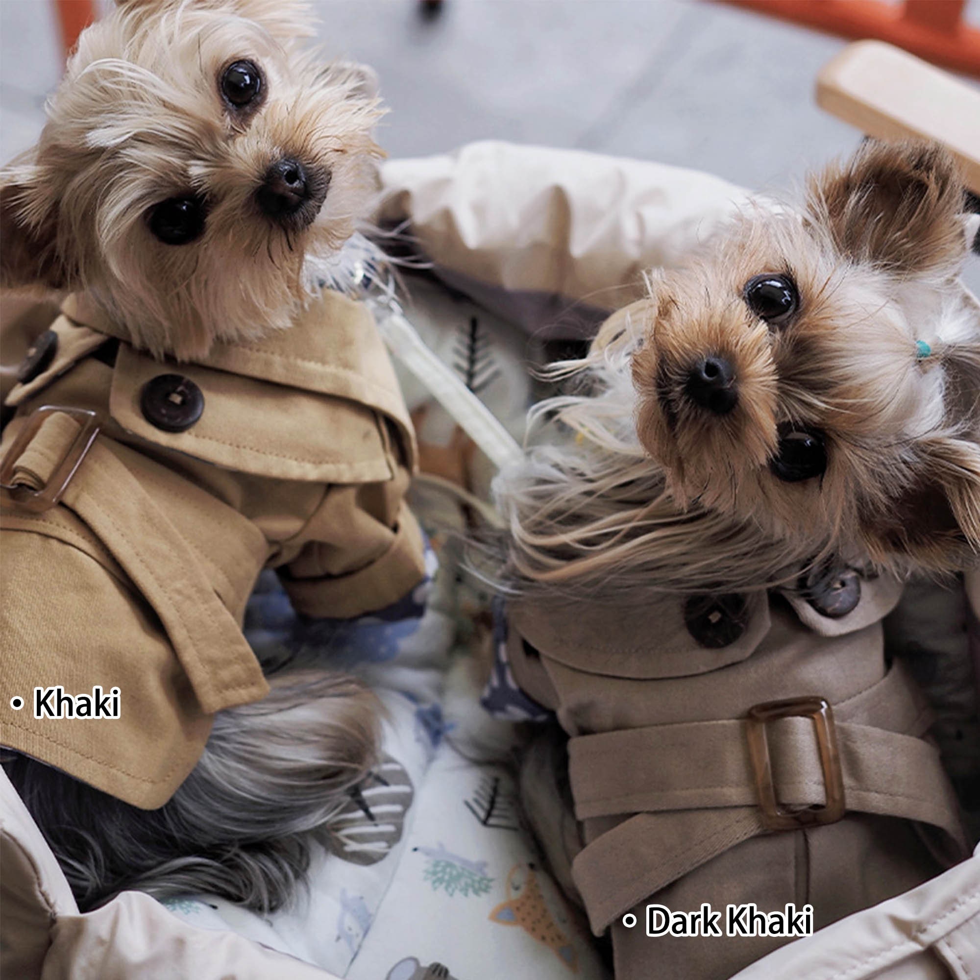 Dog In A Trench Coat Gets A Promotion At Work at Nora Weeks blog